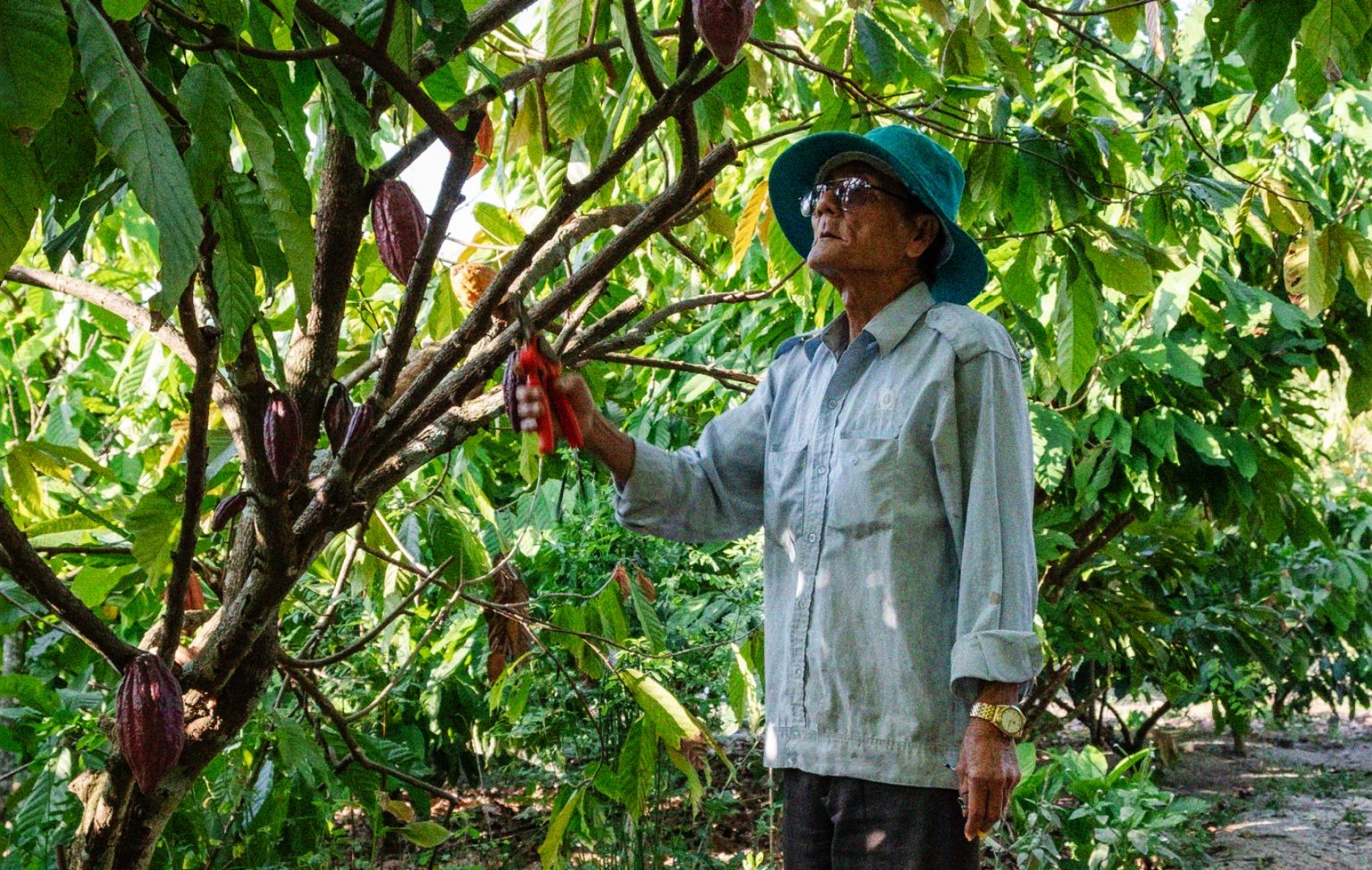 Discovering Vietnam's Cocoa Delights - The Cocoa Project